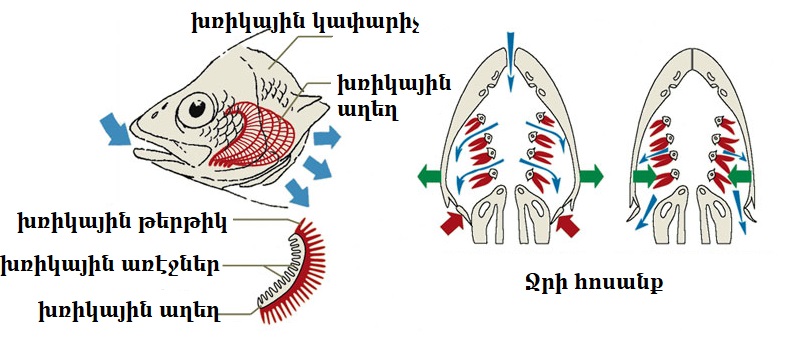Ձկների ներքին կառուցվածքը — դաս։ Կենսաբանություն, 7-րդ դասարան.